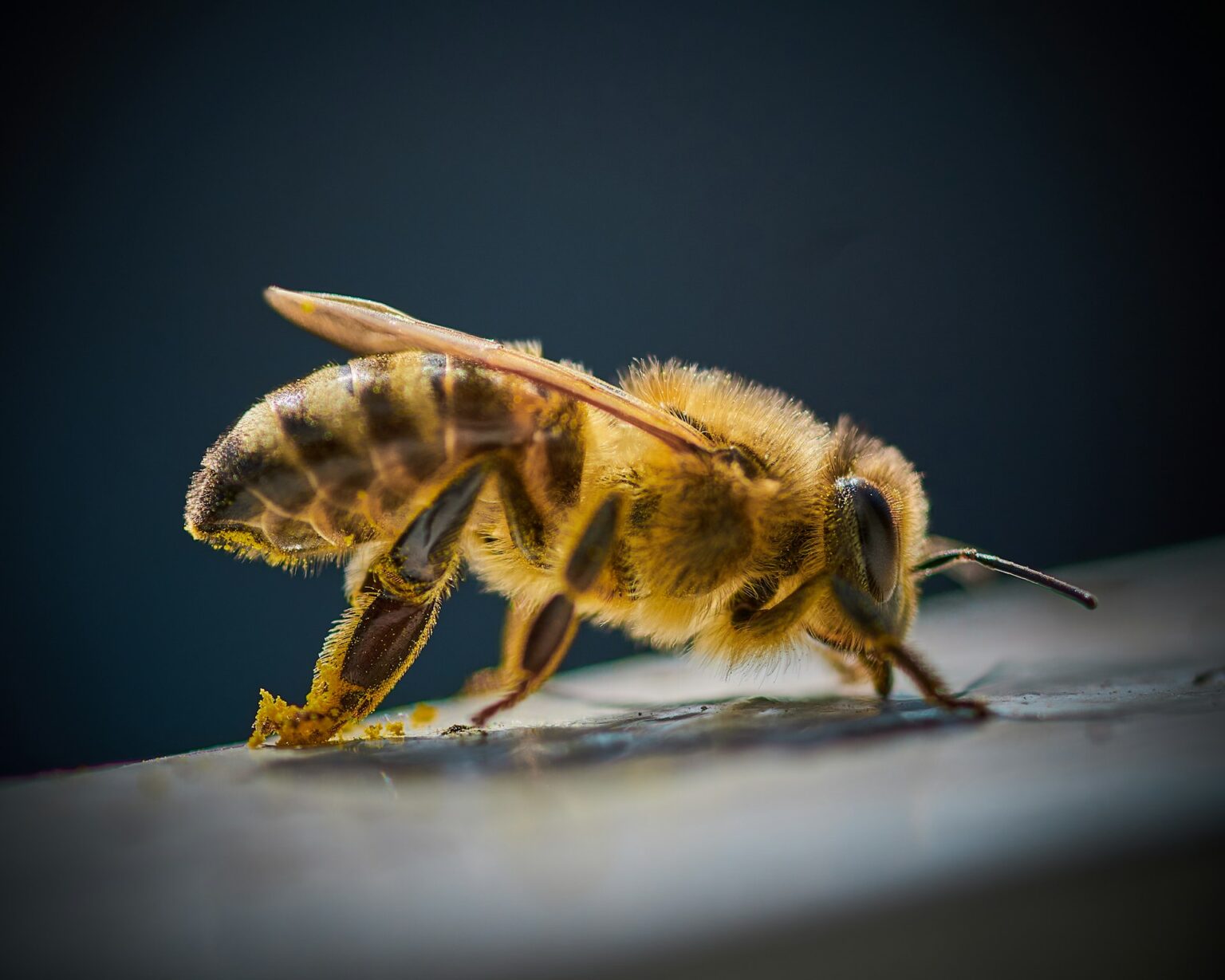 Understanding The Role Of Bees In Our Ecosystem – The Nature Network
