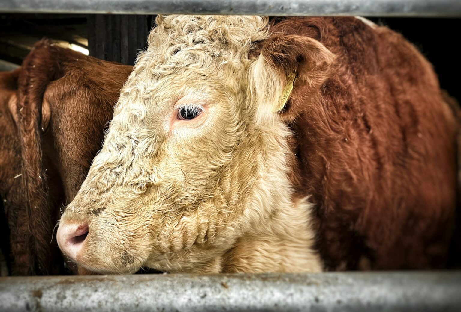 Can Animals Get Depressed? What Science Says About Animal Emotions ...