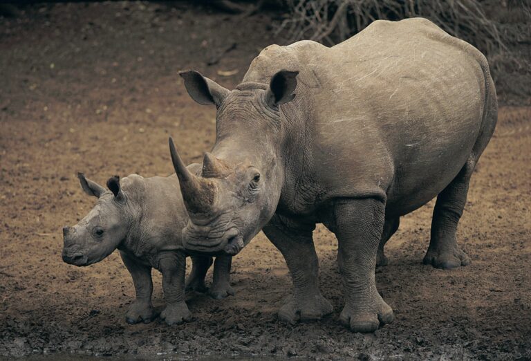 What You Need To Know About Wildlife Poaching And How To Stop It – The ...