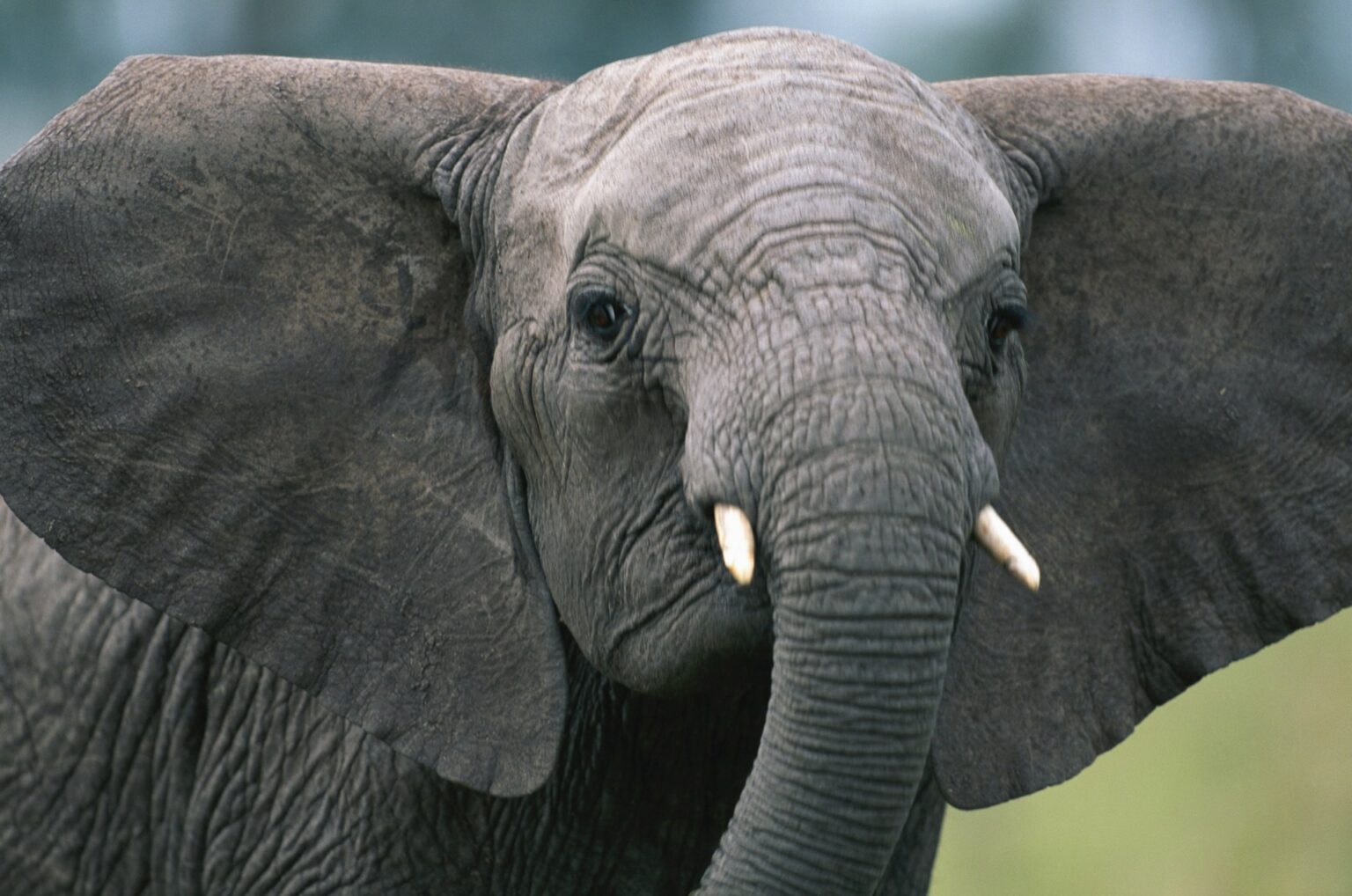 How Big Is an Elephant’s Brain? – The Nature Network