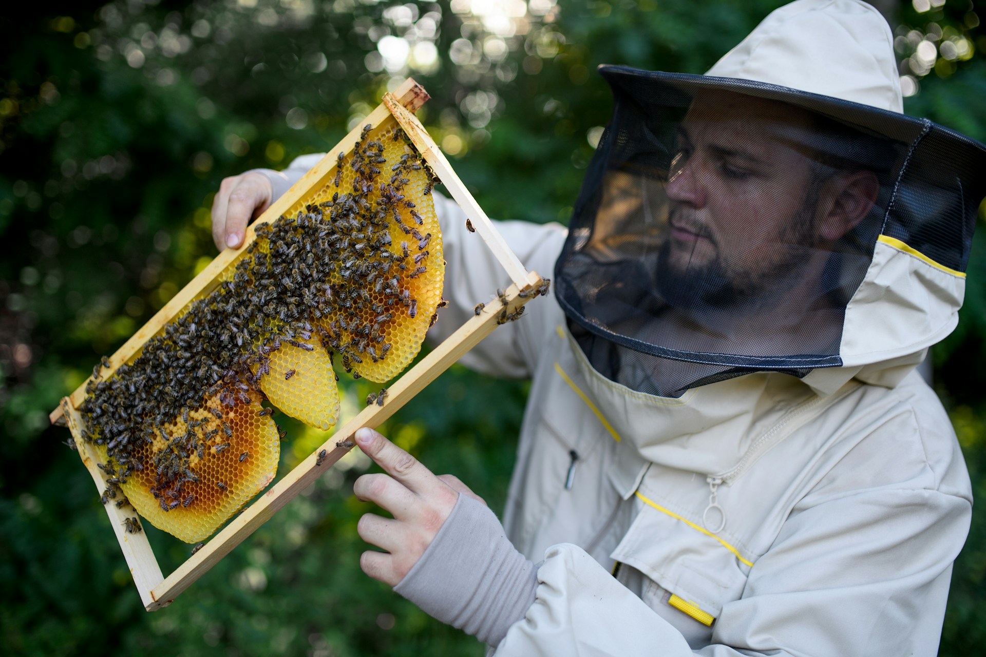 Understanding The Role Of Bees In Our Ecosystem – The Nature Network