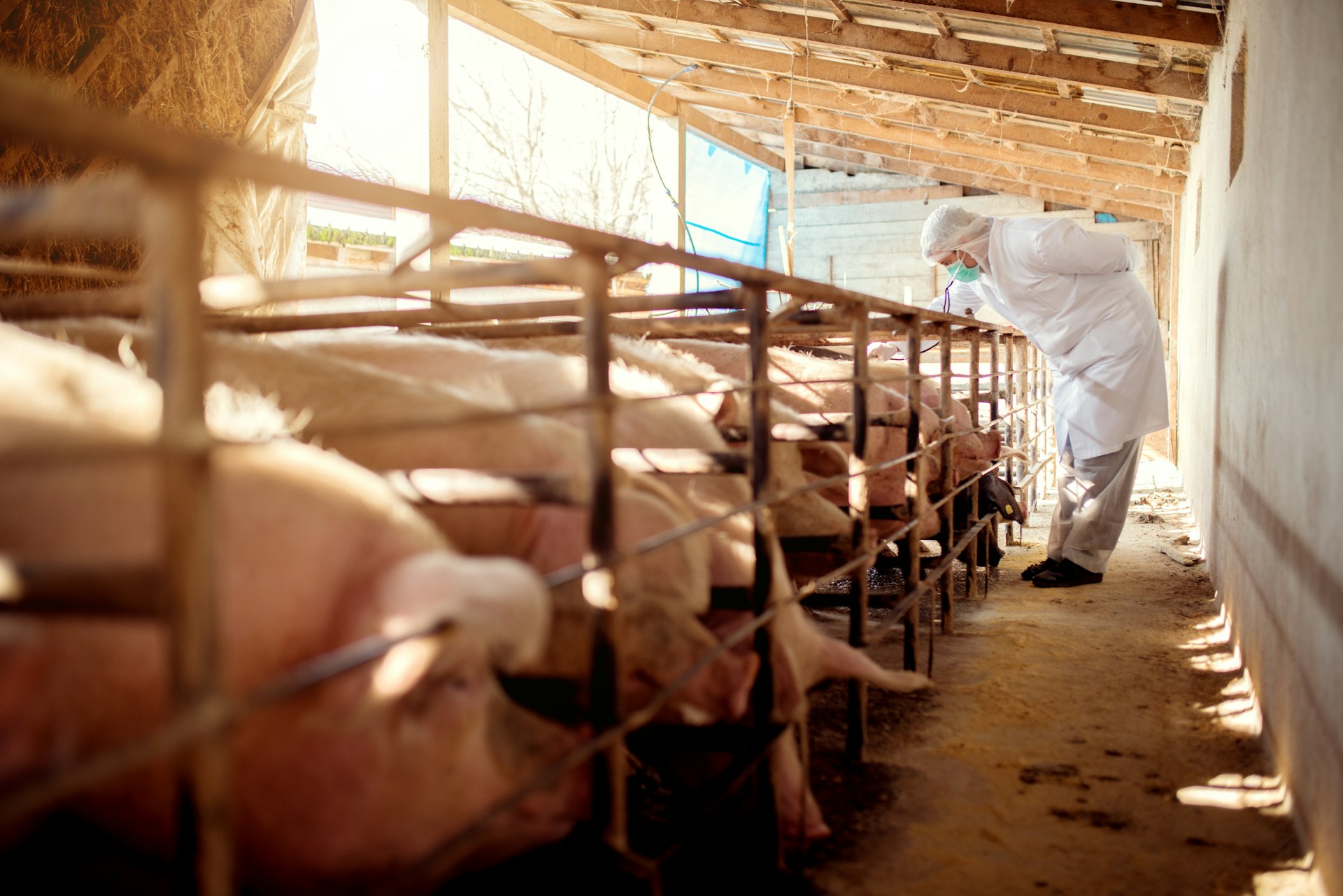 The Truth About Factory Farming And Its Effect On The Environment – The ...