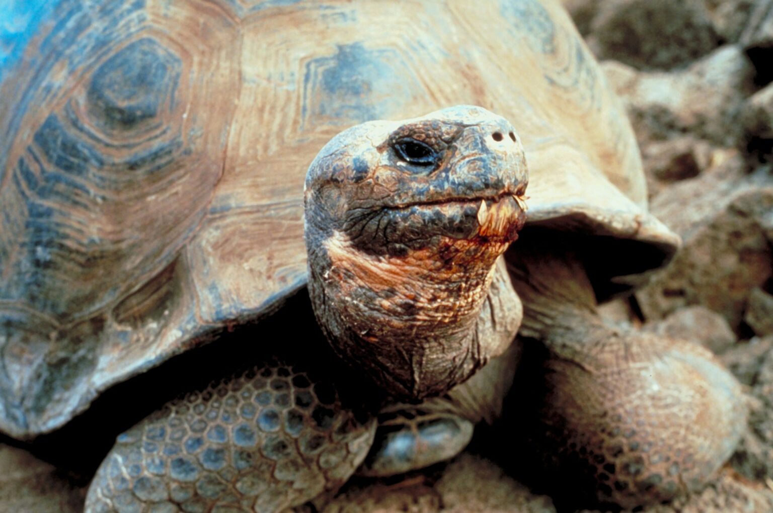 10 Animals With The Longest Lifespans – The Nature Network