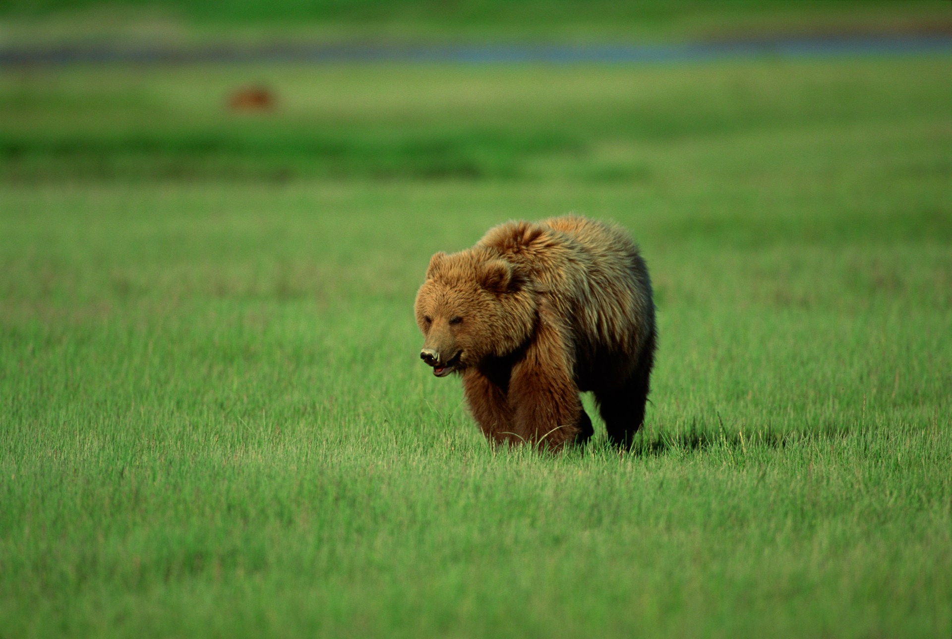 Can Animals Get Depressed? What Science Says About Animal Emotions ...