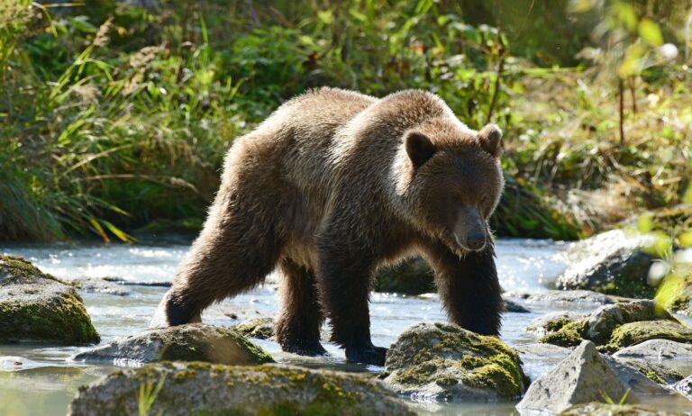 The 10 Most Powerful And Fearsome Animal Kingdom Beasts – The Nature ...