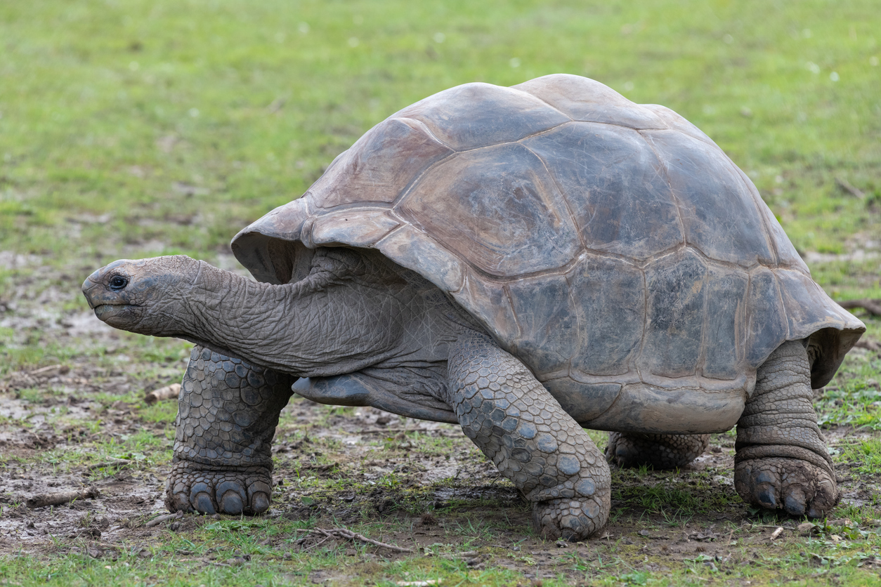 Ways Animals Can Teach Us How To Handle Stress – The Nature Network