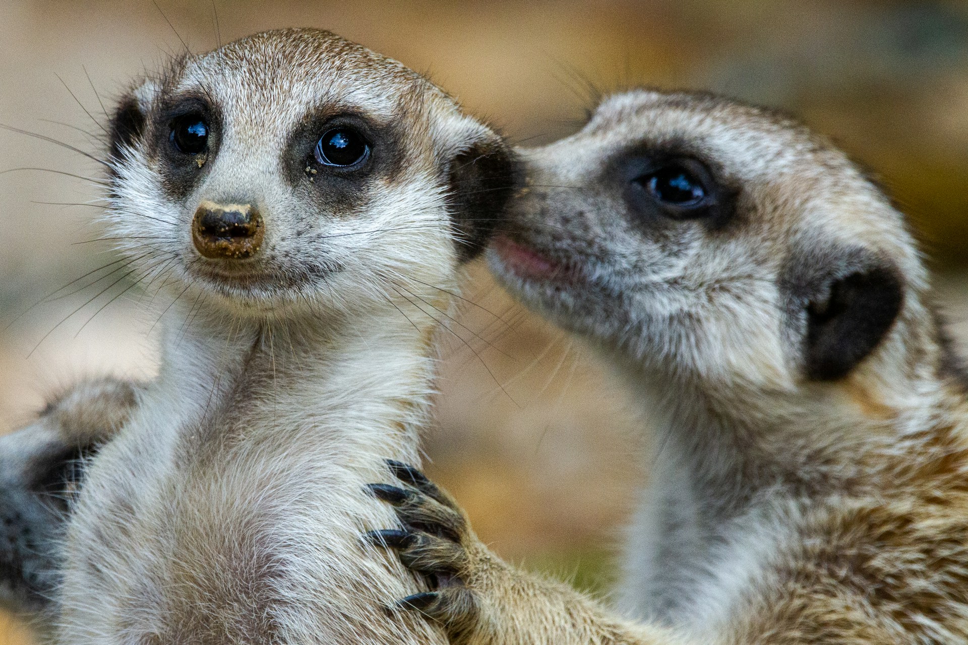 Animals That Have More Complex Social Lives Than You Could Imagine ...