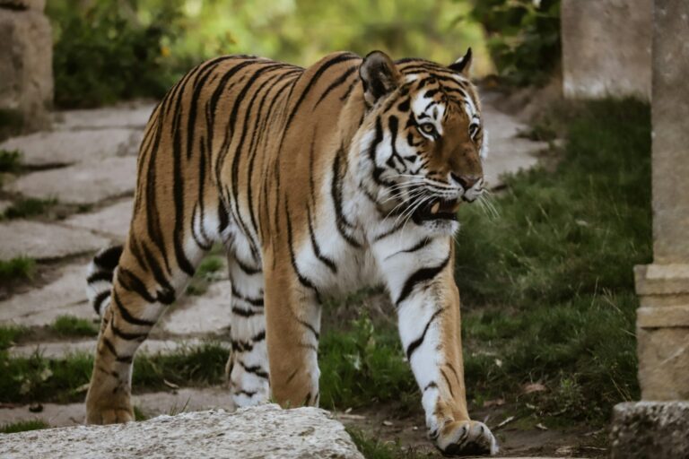 The 10 Most Powerful And Fearsome Animal Kingdom Beasts – The Nature ...