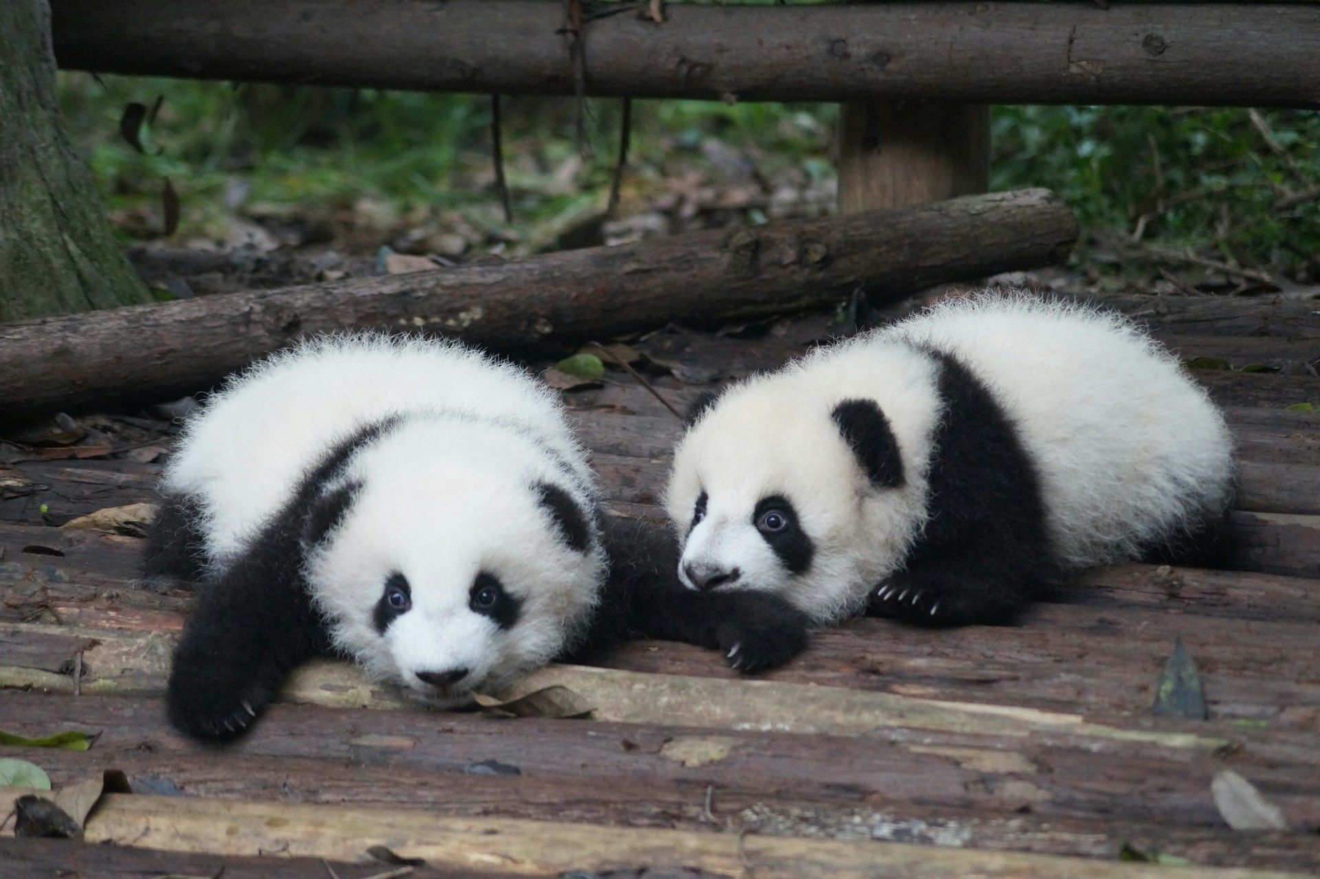 The Future Of Pandas: Will They Ever Be Truly Safe From Extinction ...