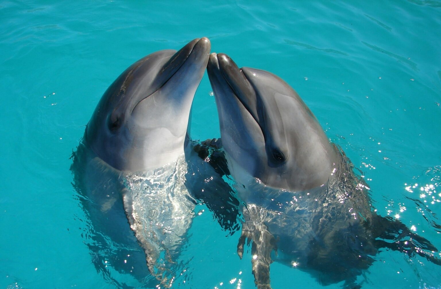 Ways Animals Show Love That We Can All Learn From – The Nature Network