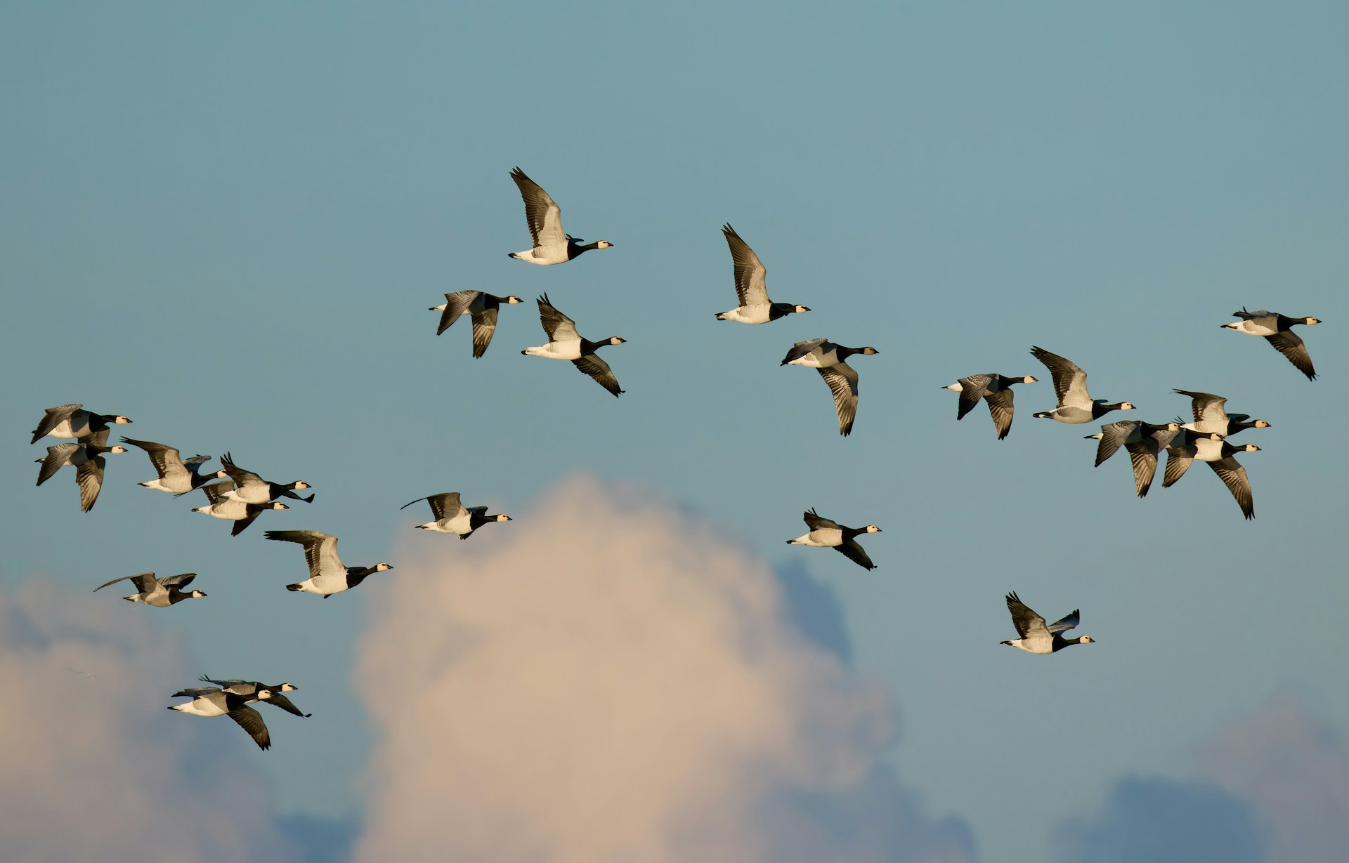 How Global Warming Is Changing Animal Migration Patterns – The Nature ...