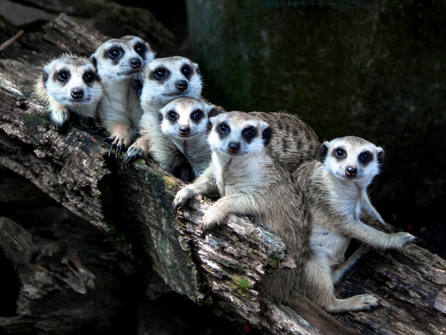 Animals That Have More Complex Social Lives Than You Could Imagine ...