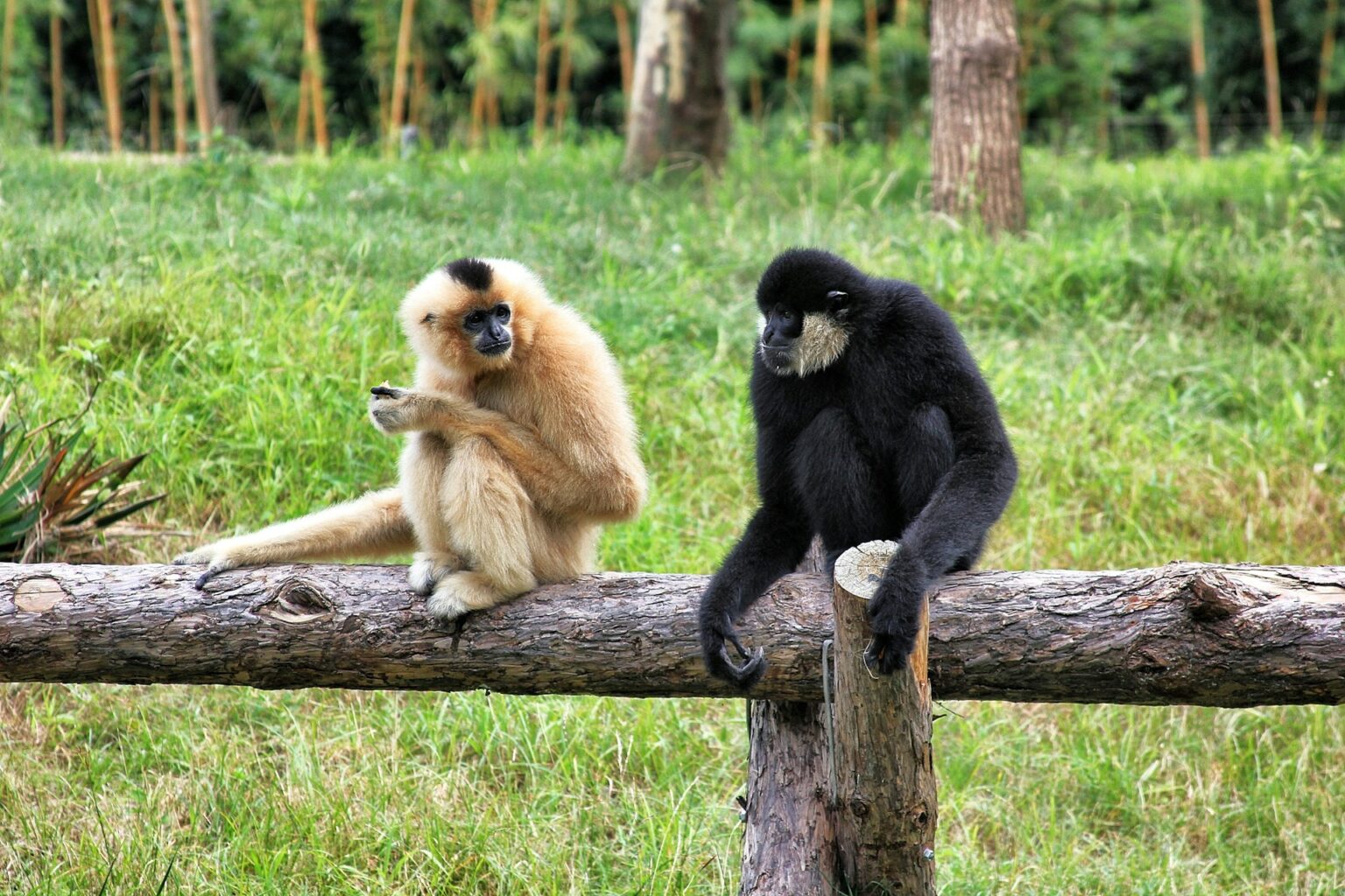 Wild Animals That Have Surprisingly Strong Bonds with Their Families ...