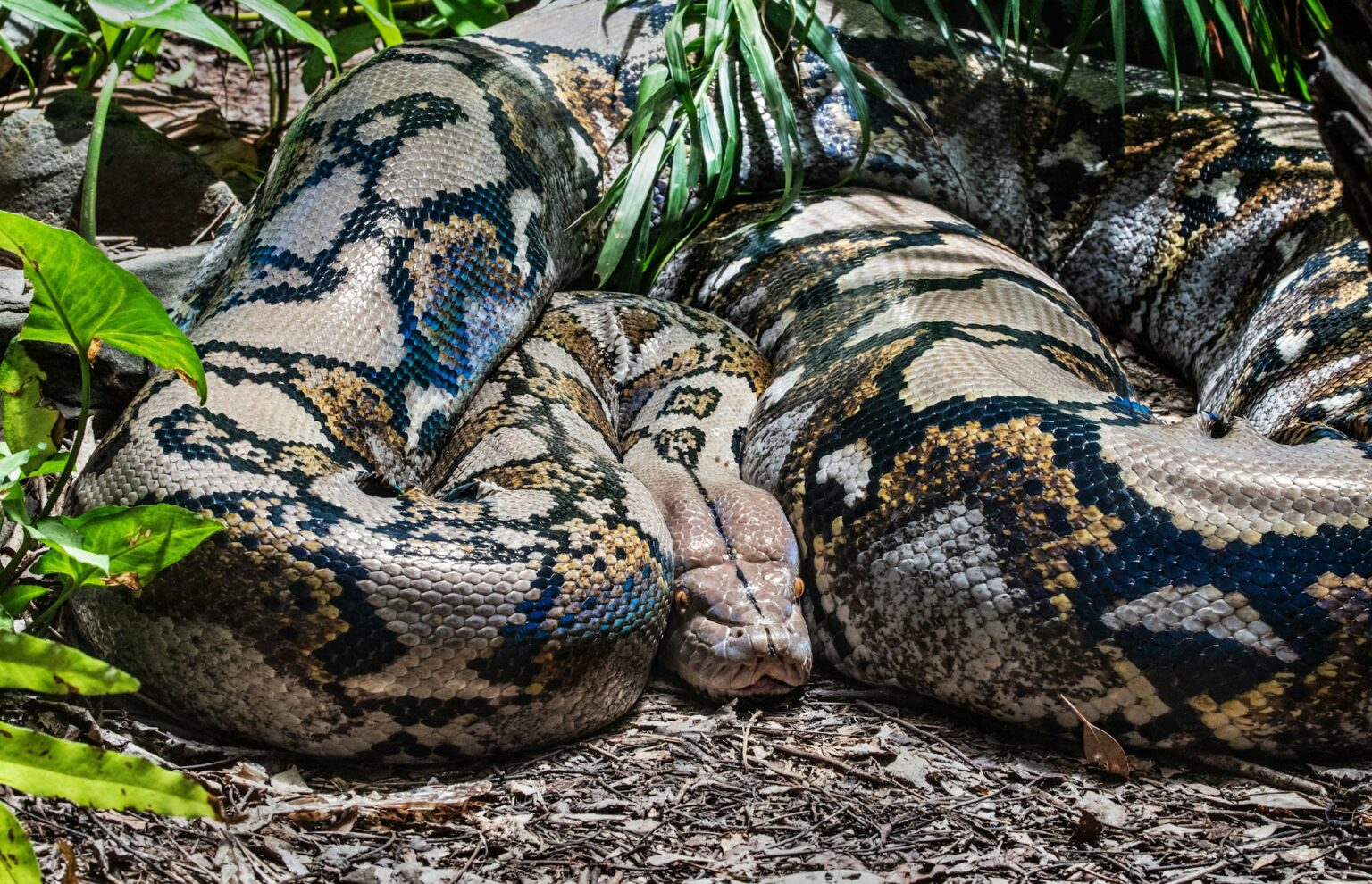 The 10 Most Powerful And Fearsome Animal Kingdom Beasts – The Nature ...