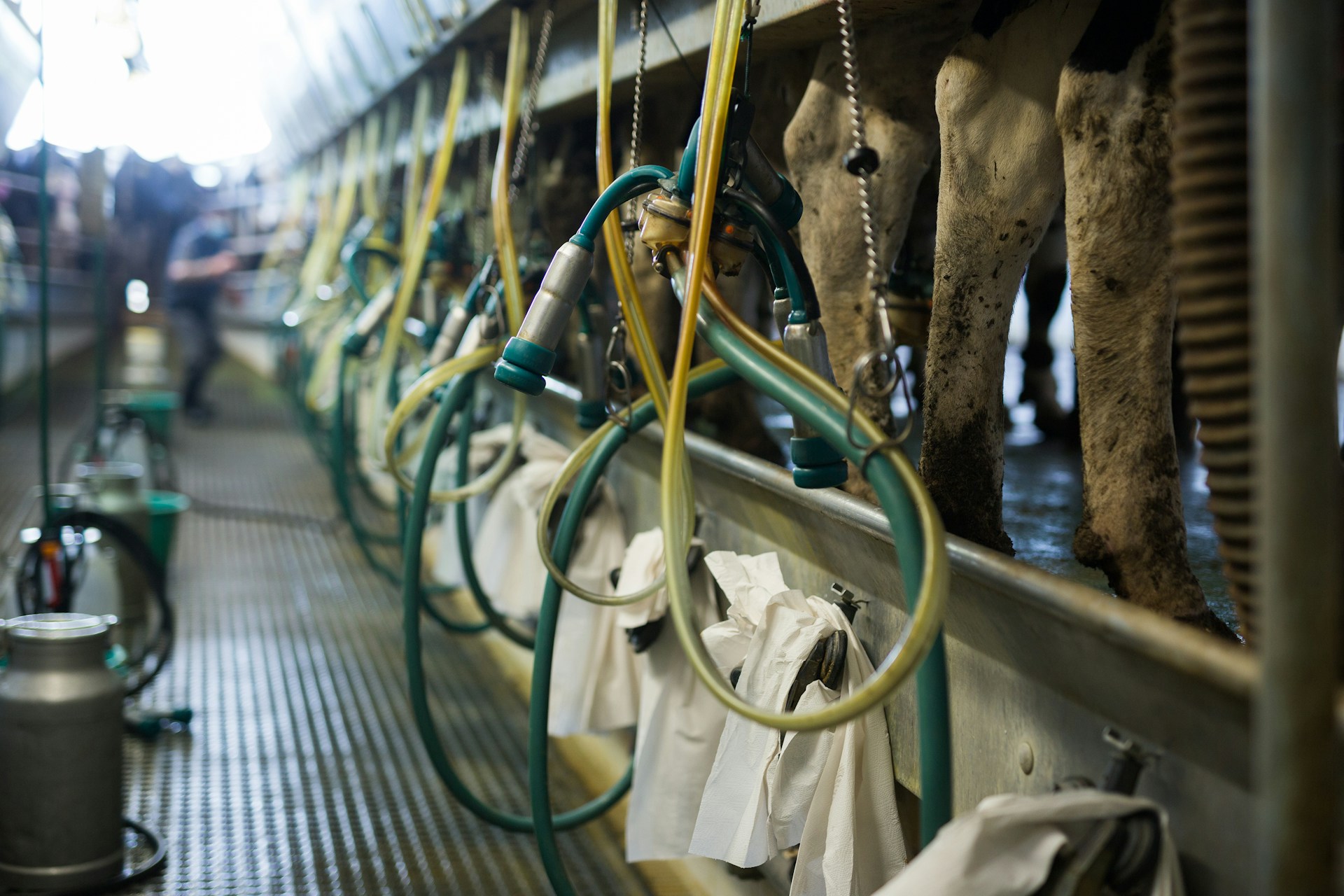 The Truth About Factory Farming And Its Effect On The Environment – The ...