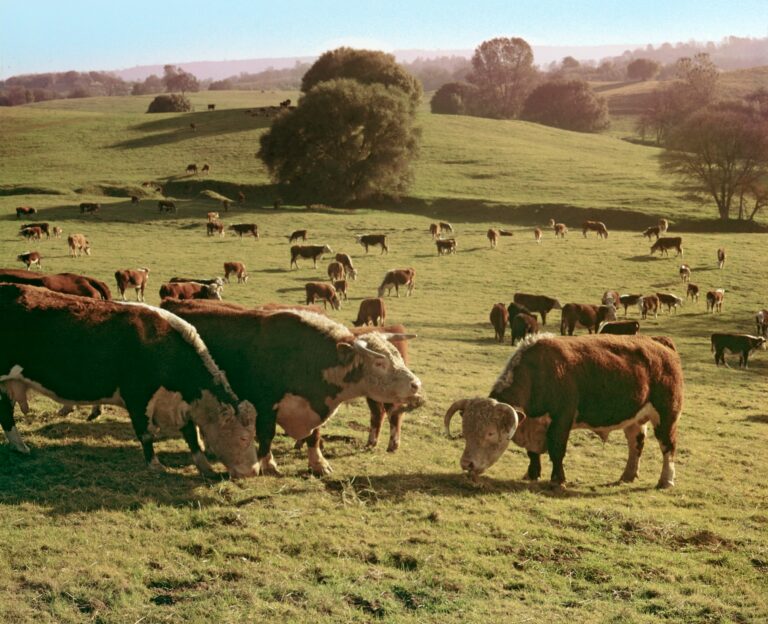 What Is Regenerative Farming? – The Nature Network