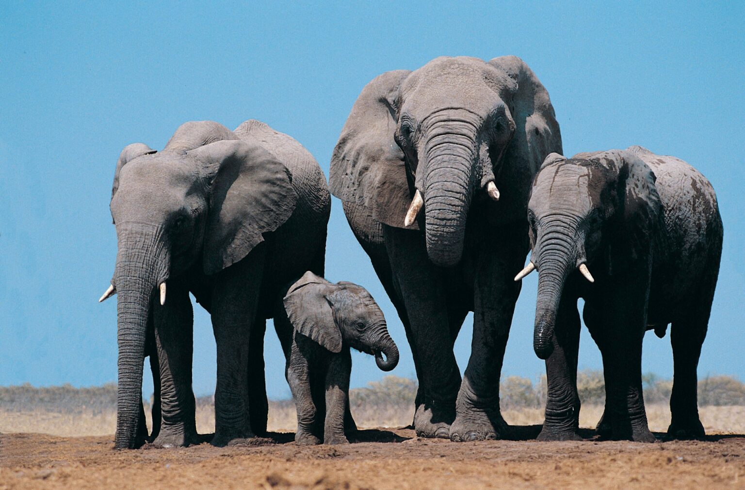 Animals That Have More Complex Social Lives Than You Could Imagine ...