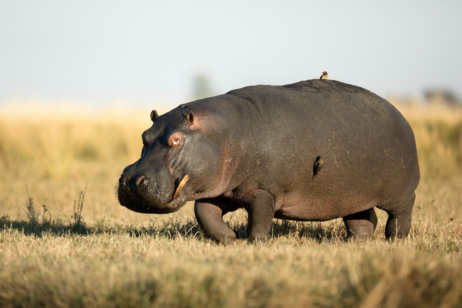 The 10 Most Powerful And Fearsome Animal Kingdom Beasts – The Nature ...