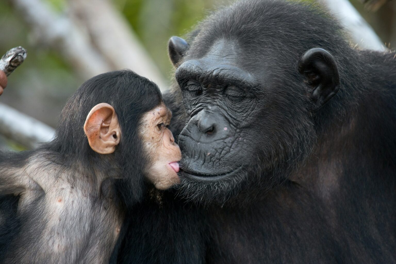 Animals That Have More Complex Social Lives Than You Could Imagine ...