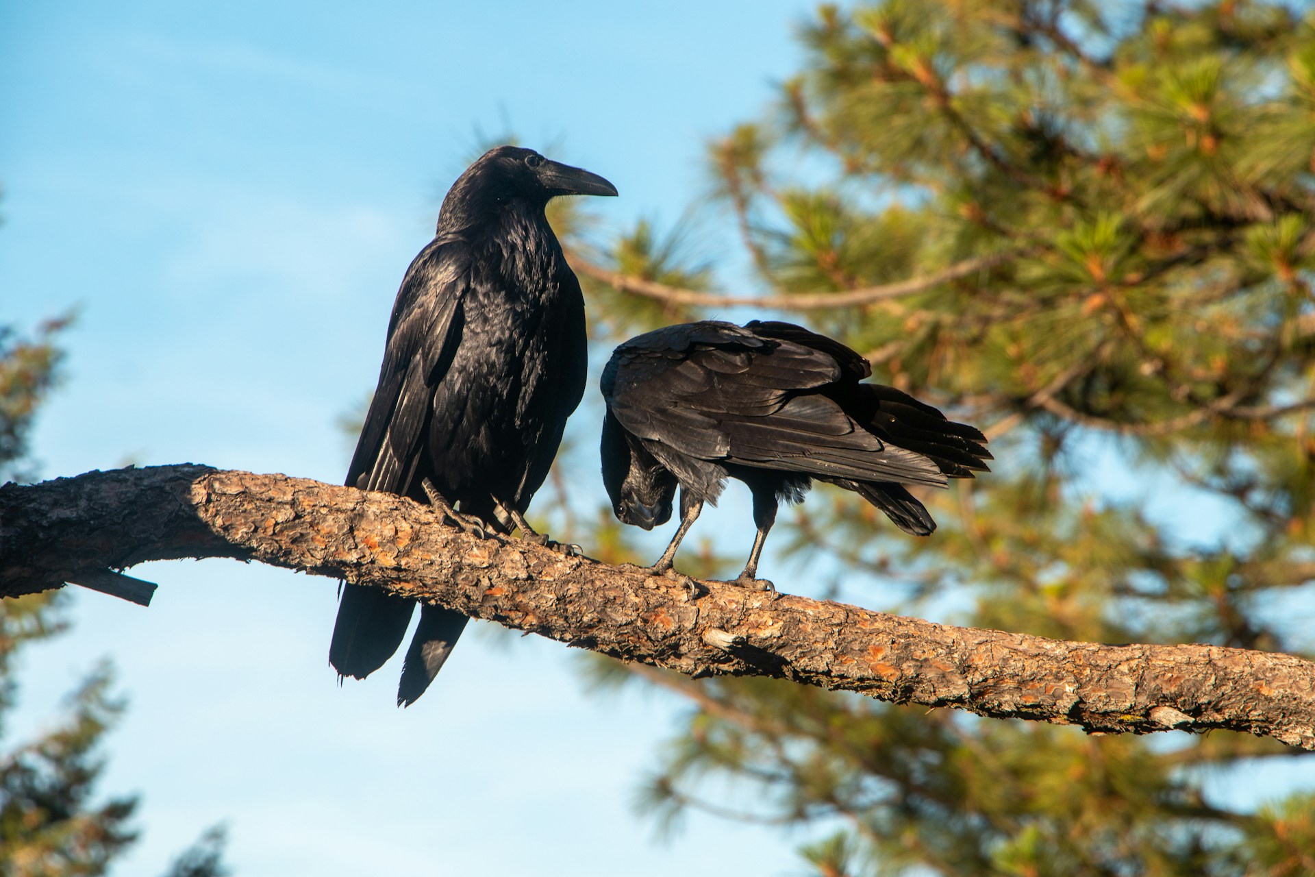 Animals That Have More Complex Social Lives Than You Could Imagine ...
