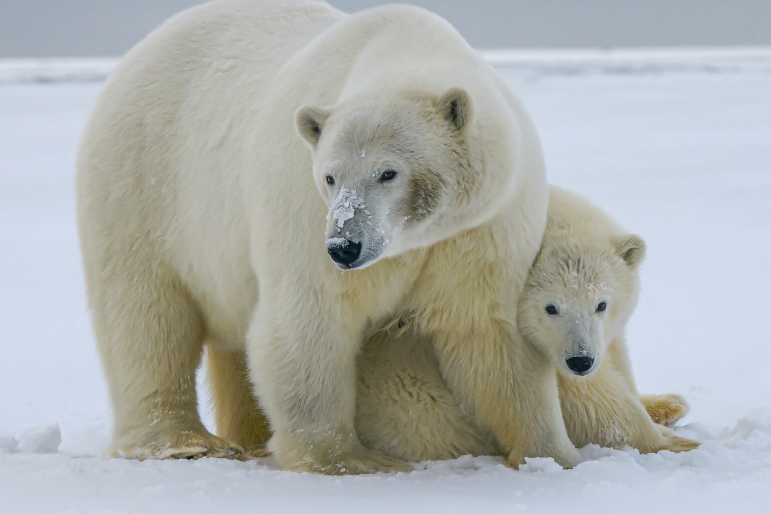 The 10 Most Powerful And Fearsome Animal Kingdom Beasts – The Nature ...