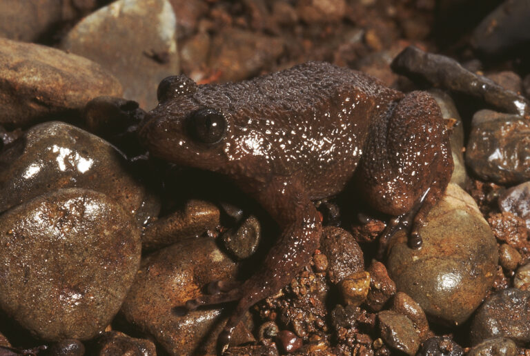 11 Extinct Animals That Scientists Are Closest To Bringing Back – The ...