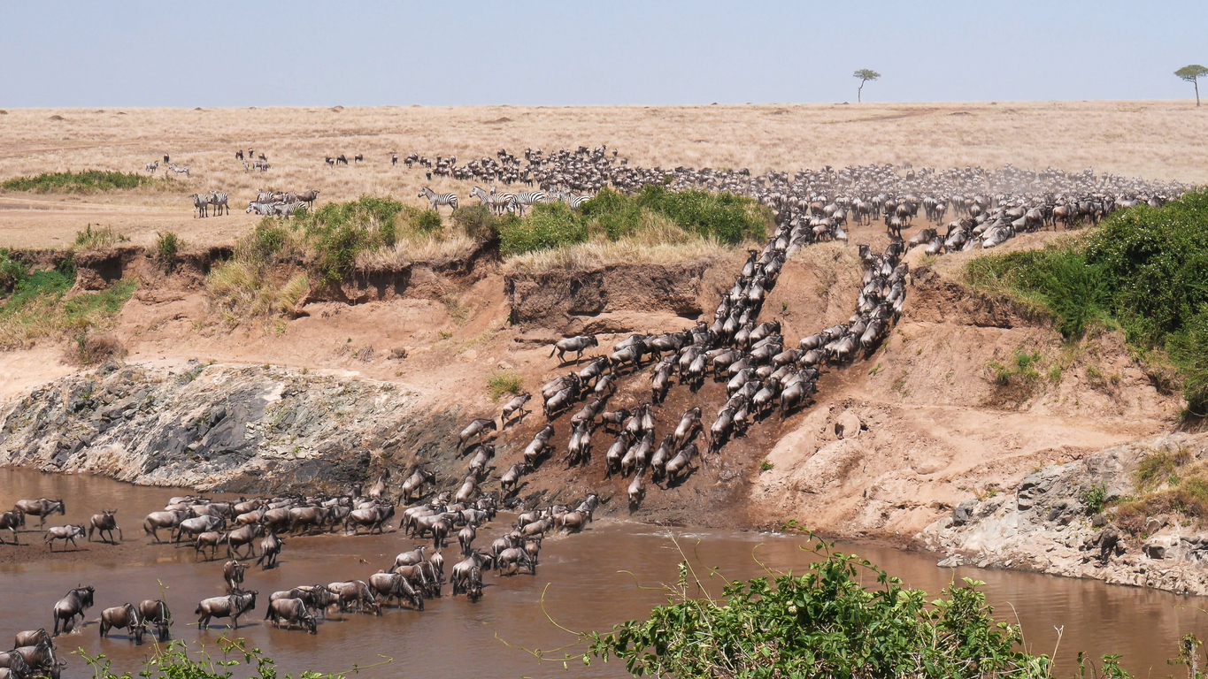 How Global Warming Is Changing Animal Migration Patterns – The Nature ...