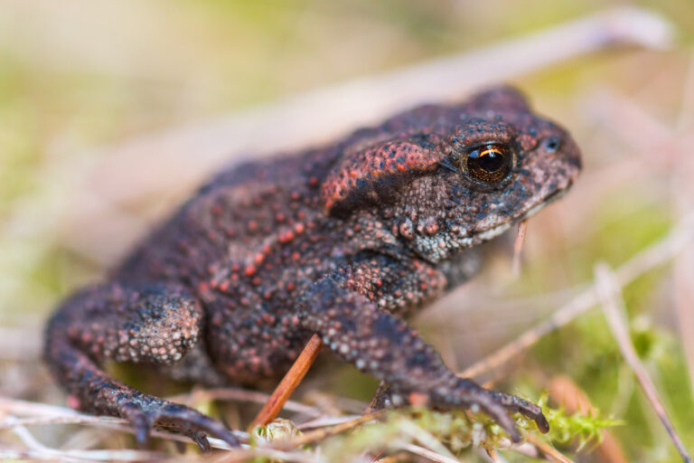 Can You Really Get Warts From Touching Toads? – The Nature Network