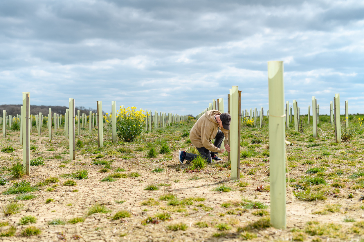 How Rewilding Projects Are Helping Restore Ecosystems – The Nature Network
