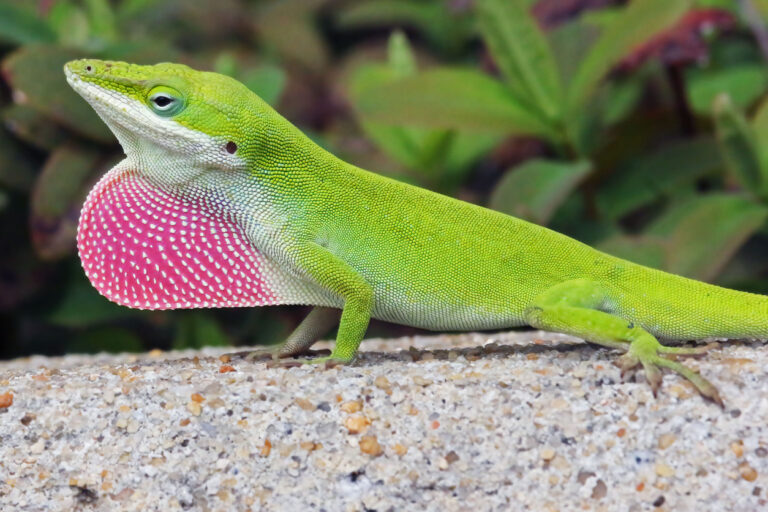 Animals That Have Developed Bizarre Mutations Due To Human Activity ...