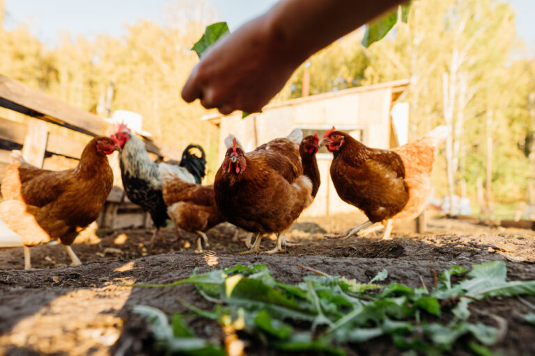The Truth About Factory Farming And Its Effect On The Environment – The ...