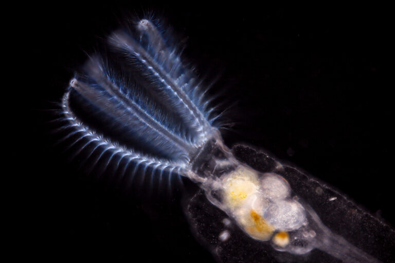Animals That Have Survived The Most Extreme Conditions On Earth – The ...