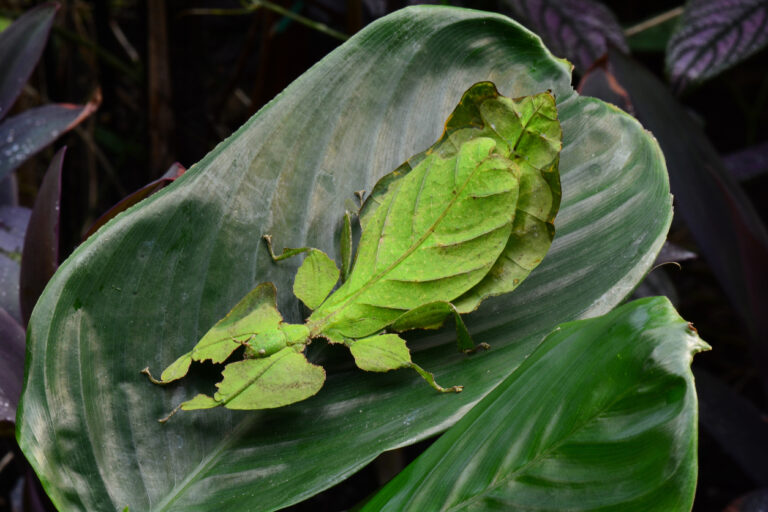 Animals That Are Masters Of Camouflage (And How They Do It) – The ...