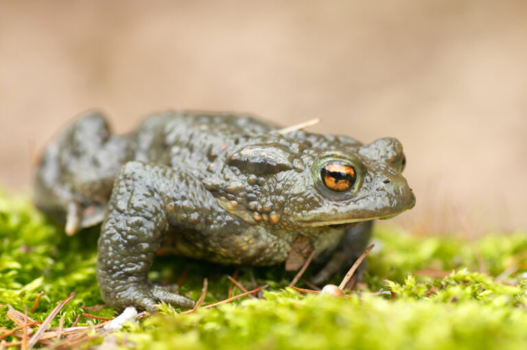 Can You Really Get Warts From Touching Toads? – The Nature Network