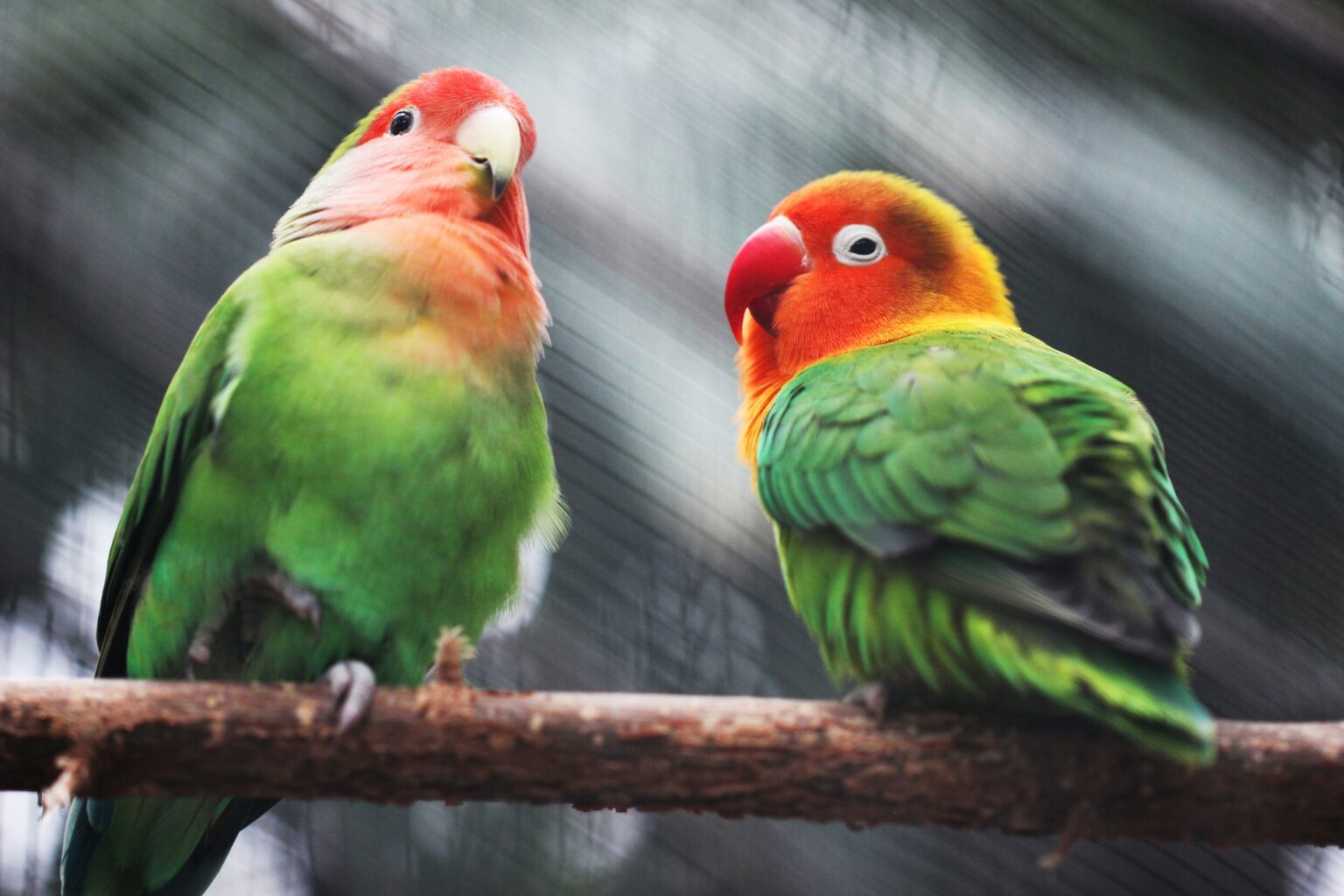 Animals That Have More Complex Social Lives Than You Could Imagine ...