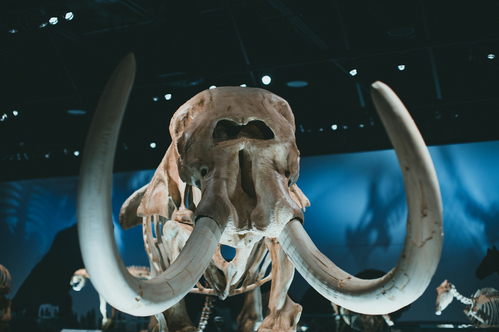 Could We Ever Bring Back The Woolly Mammoth? The Science Behind De ...