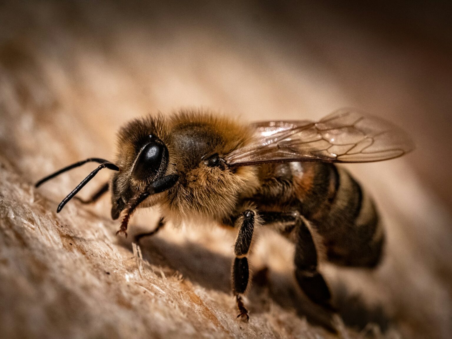 Animals That Have Developed Bizarre Mutations Due To Human Activity ...
