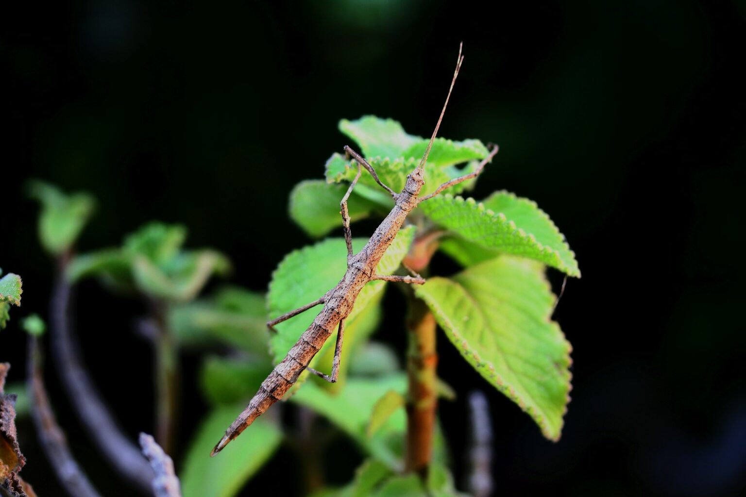 Animals That Are Masters Of Camouflage (And How They Do It) – The ...