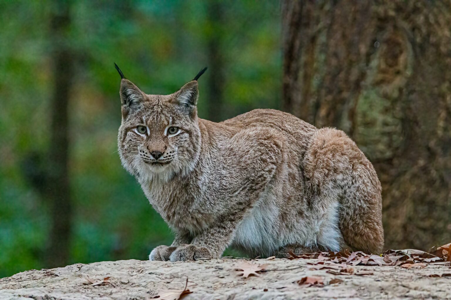 Conservation Projects That Are Making A Real Impact On The Planet – The ...