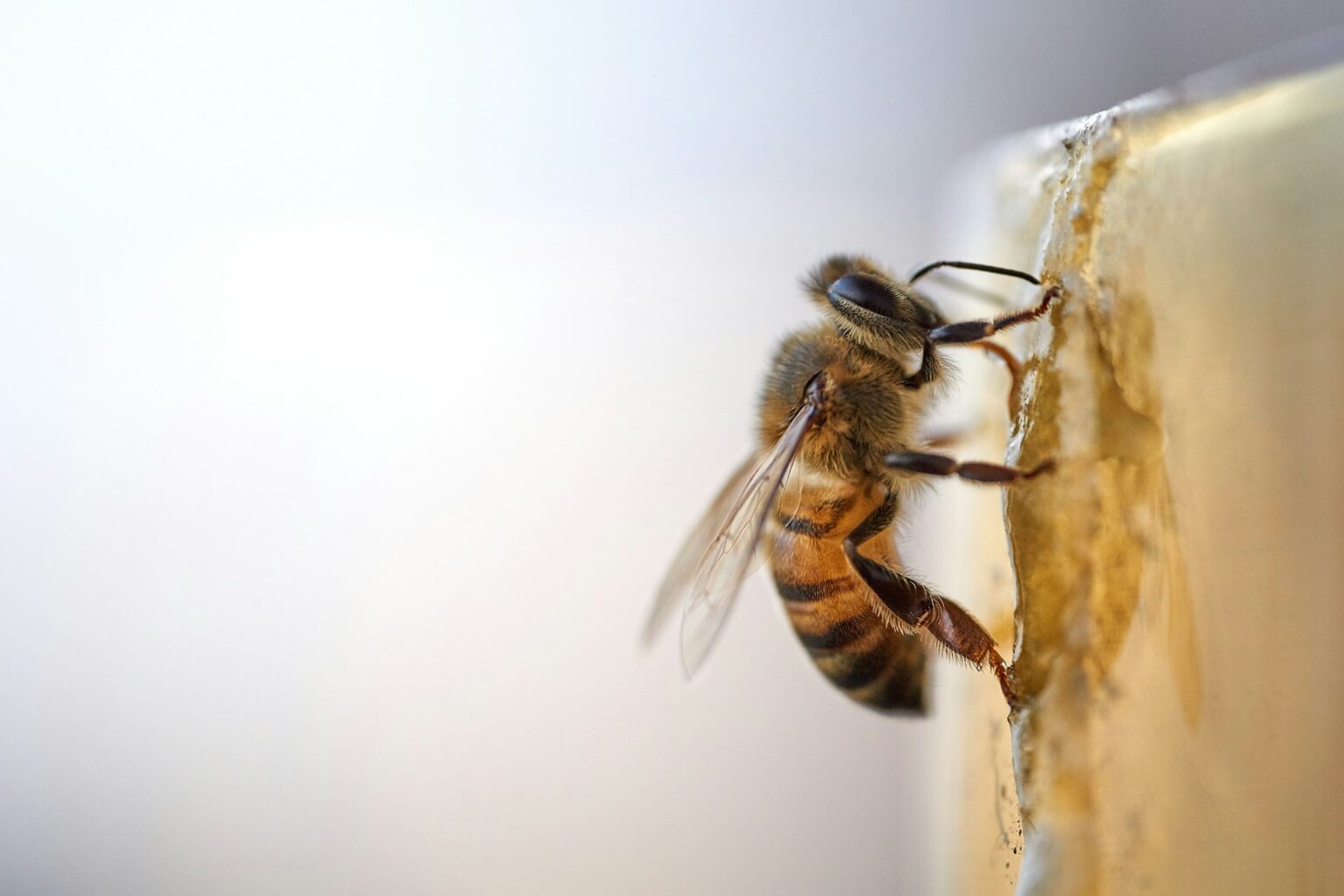 What Would Happen If All The Bees Disappeared Tomorrow? – The Nature ...
