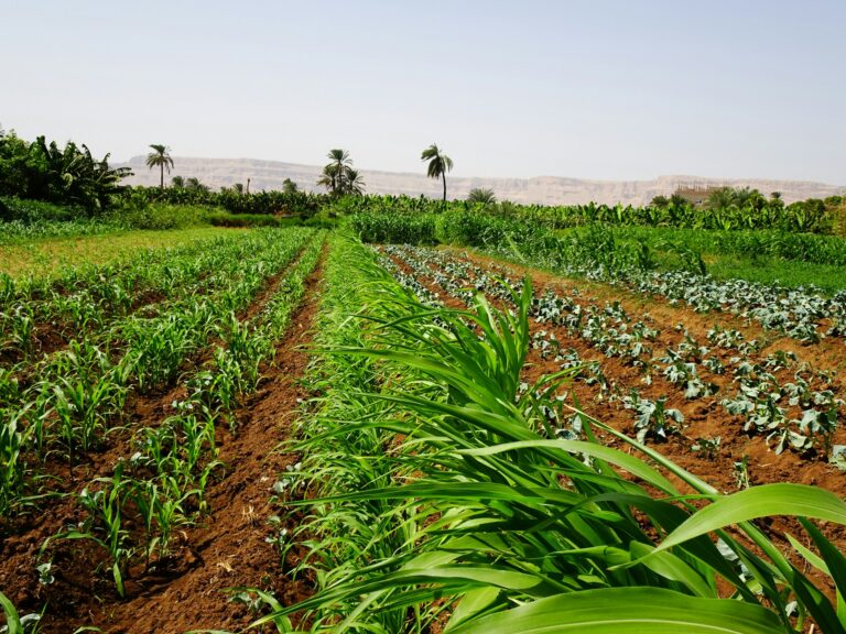 What Is Regenerative Farming? – The Nature Network