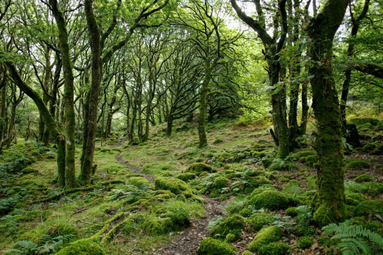 Ways Wildlife Would Thrive If There Were No More Humans On Earth – The ...