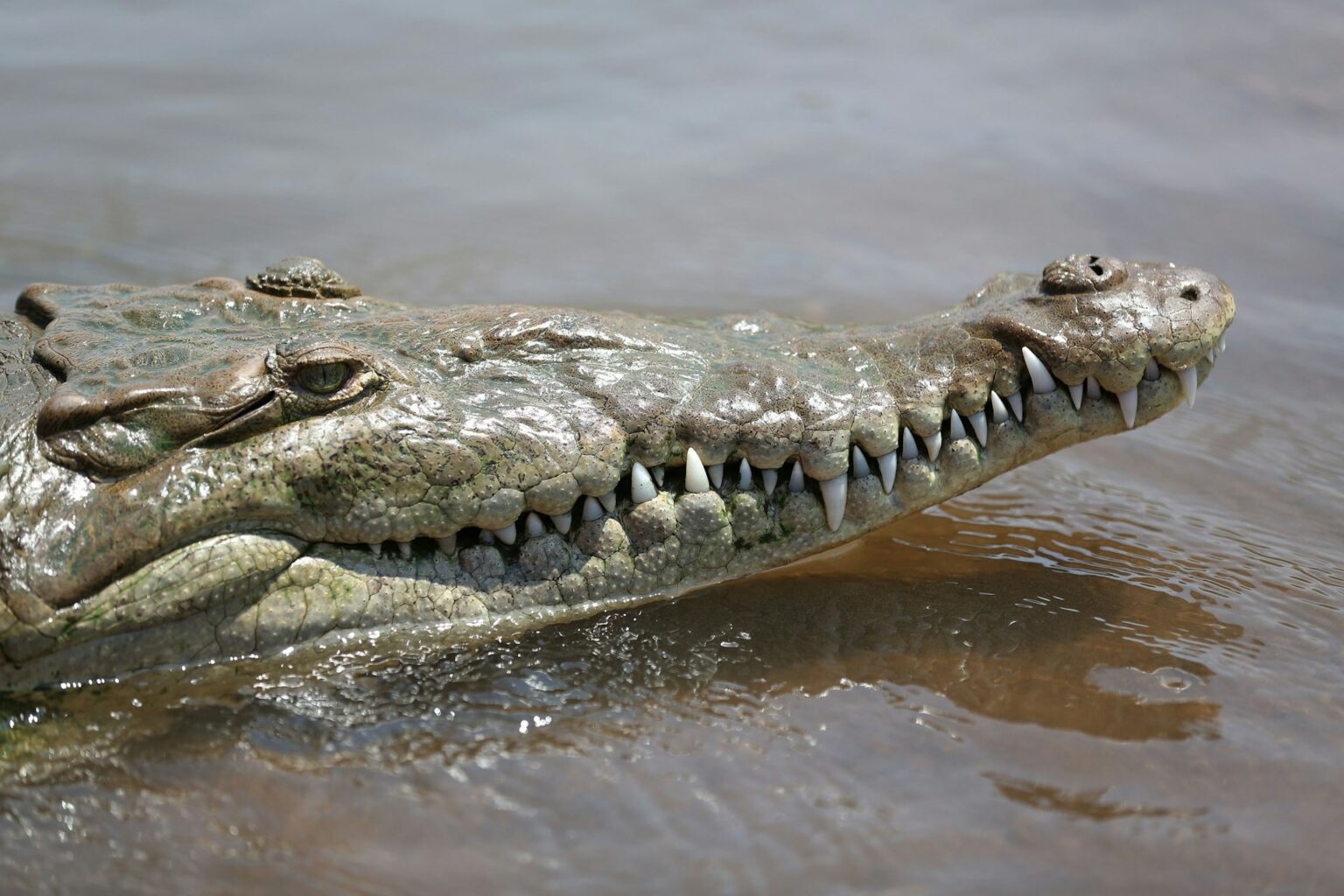 The 10 Most Powerful And Fearsome Animal Kingdom Beasts – The Nature ...