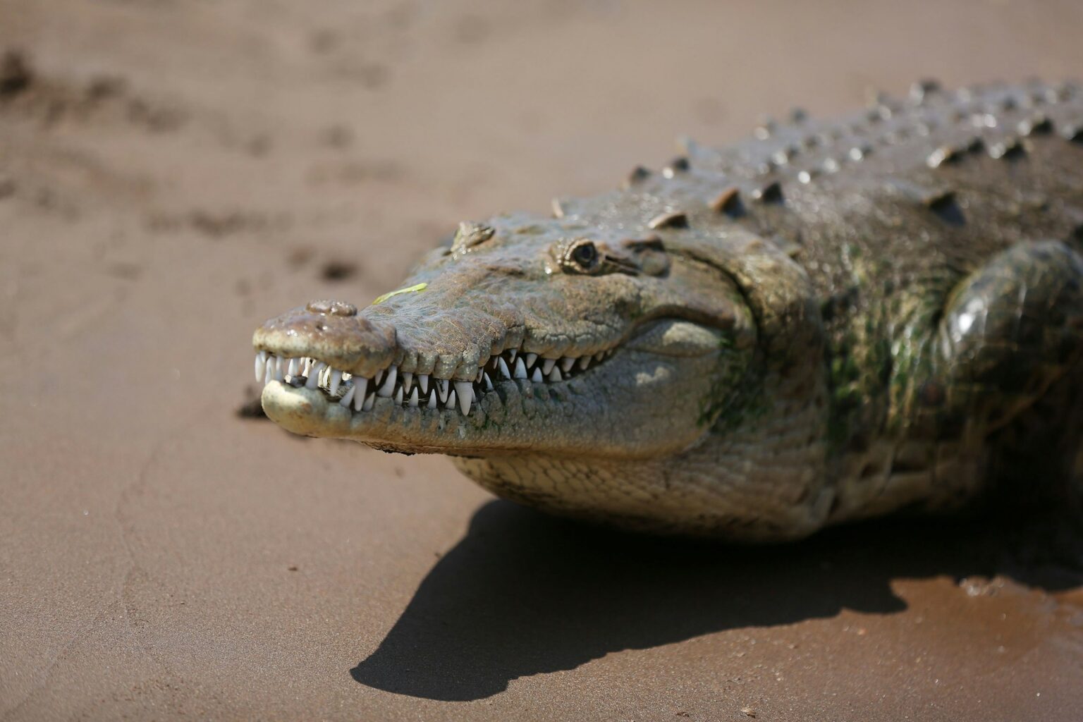 15 of Australia’s Most Popular (and Most Important) Animals – The ...