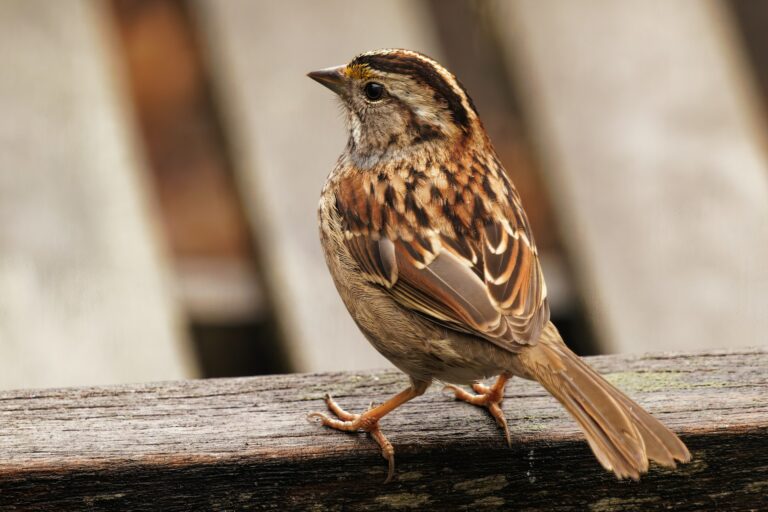 Animals That Have Developed Bizarre Mutations Due To Human Activity ...
