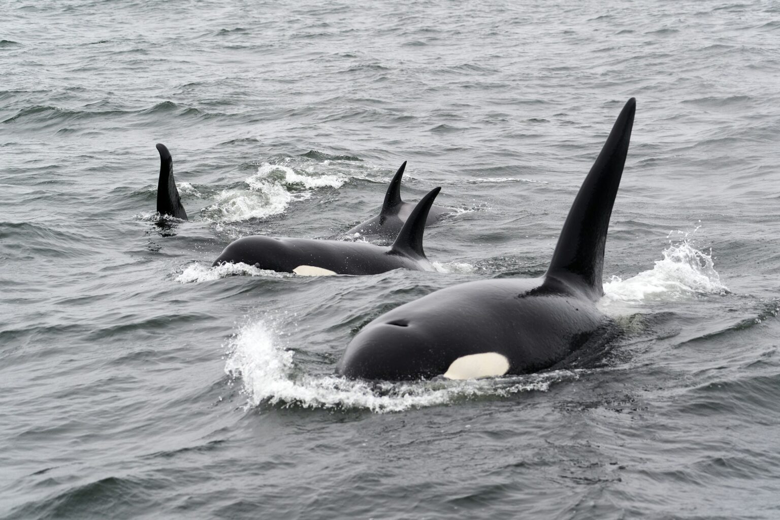 Animals That Have More Complex Social Lives Than You Could Imagine ...