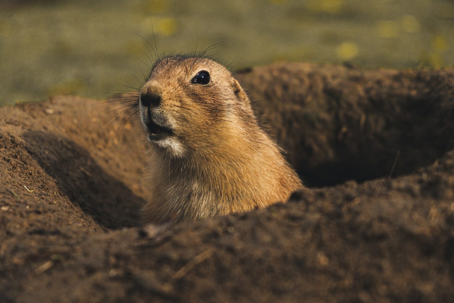 Animals That Have More Complex Social Lives Than You Could Imagine ...