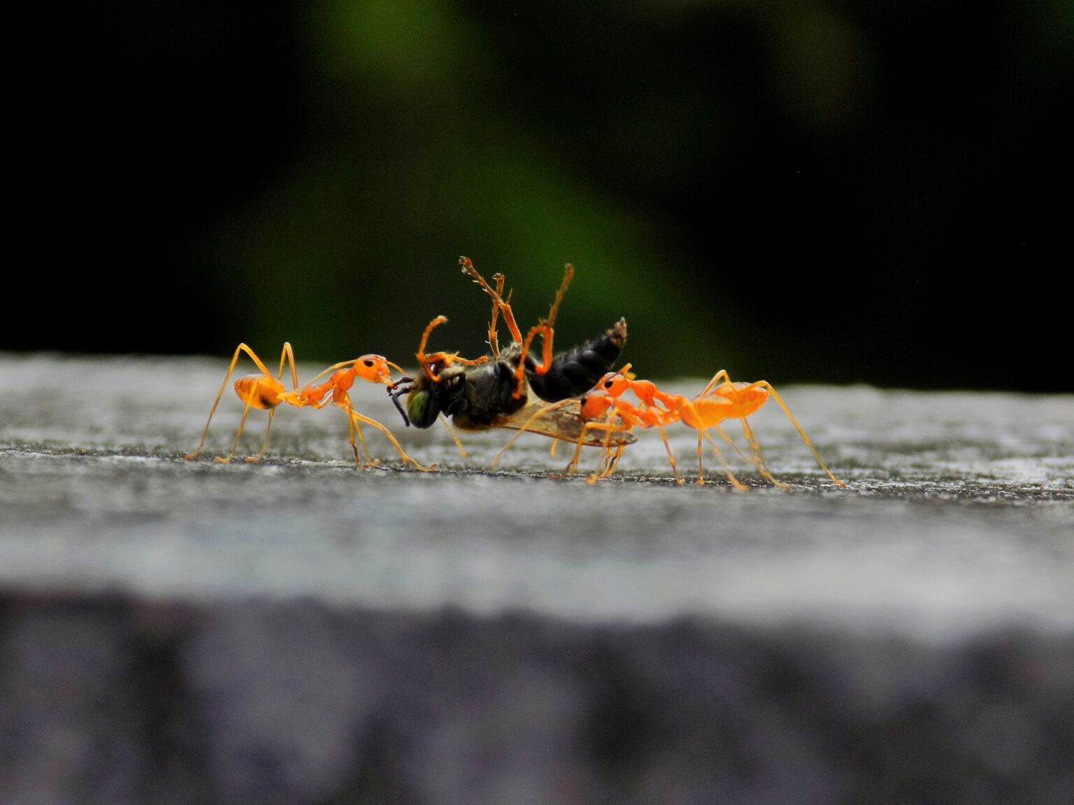 Animals That Have More Complex Social Lives Than You Could Imagine ...