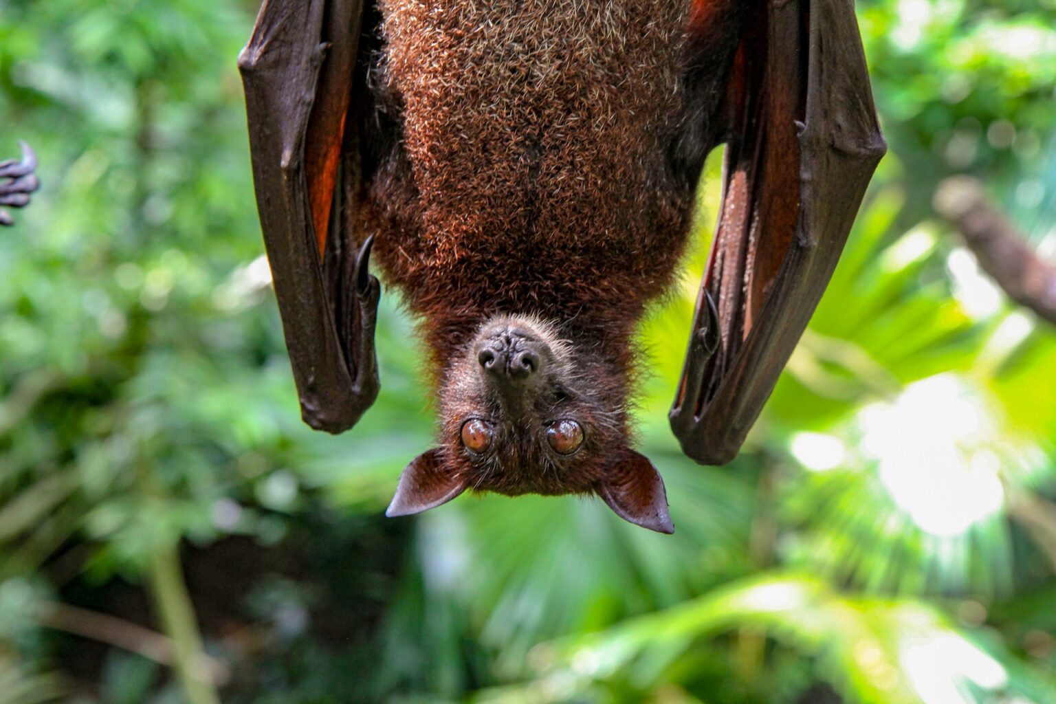 Why Do Bats Hang Upside Down Instead Of Right-Side Up? – The Nature Network