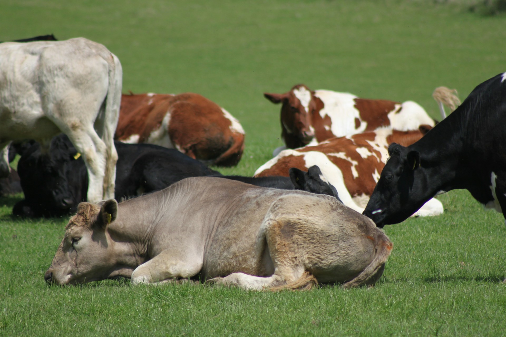 Ways Wildlife Would Thrive If There Were No More Humans On Earth – The ...